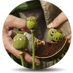 Opium - Everything To Know About Opium Addiction