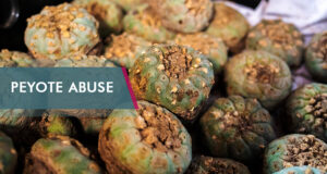 What is Peyote Drug? Is it Legal to Join a Peyote Ceremony?