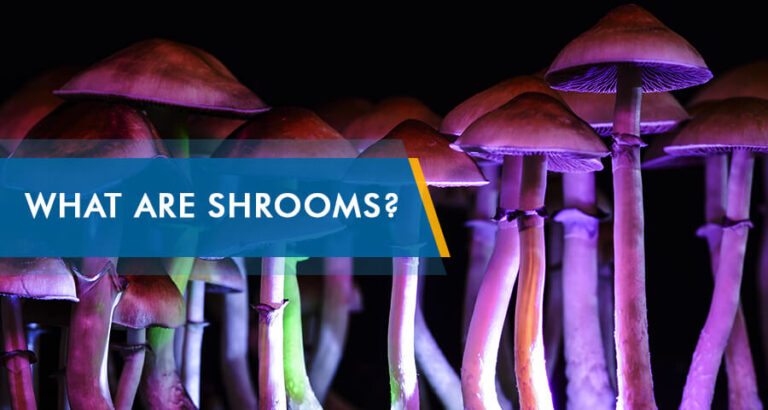 Dangers Of Shrooms – What Are They And What Are The Effects Of Shrooms ...